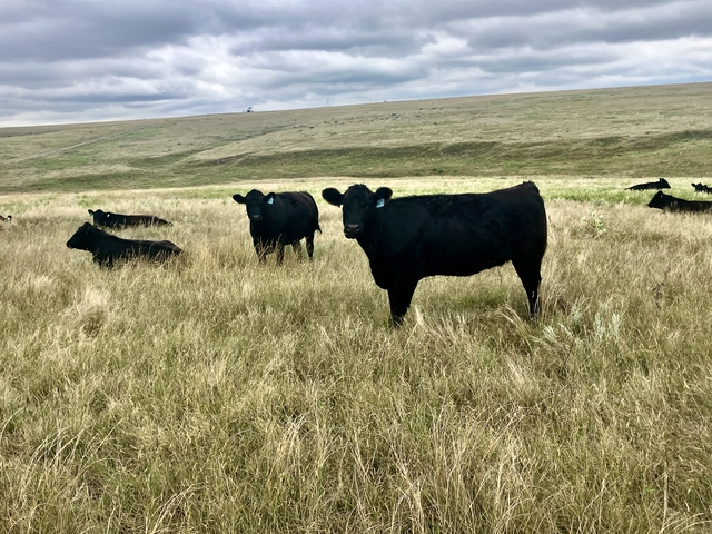 35 100% AI-Bred Black Angus Bred Heifers - Nex-Tech Classifieds