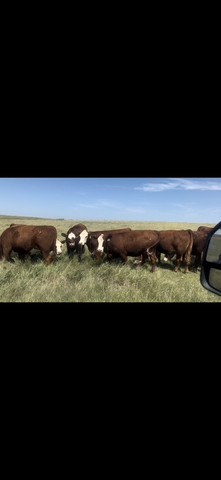 Home raised red angus bred hfs - Nex-Tech Classifieds