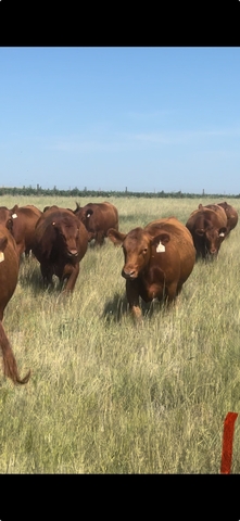 Home raised red angus bred hfs - Nex-Tech Classifieds