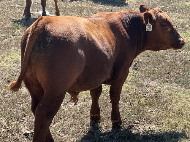 Home raised red angus bred hfs - Nex-Tech Classifieds