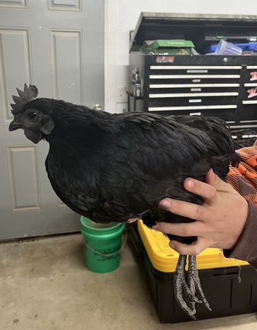 Chicks - Nex-Tech Classifieds