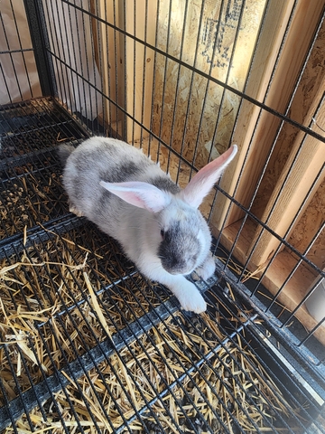 Tamuk rabbits - Nex-Tech Classifieds