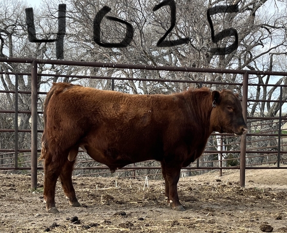 Registered Red Angus Bulls - Nex-Tech Classifieds