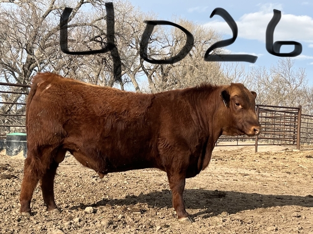 Registered Red Angus Bulls - Nex-Tech Classifieds