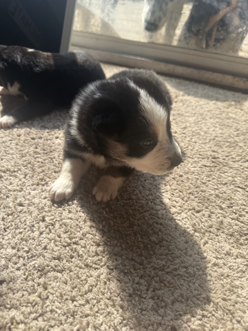 Border collie/ hanging tree puppies! - Nex-Tech Classifieds