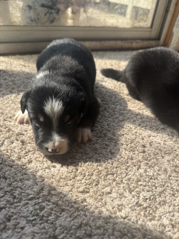 Border collie/ hanging tree puppies! - Nex-Tech Classifieds