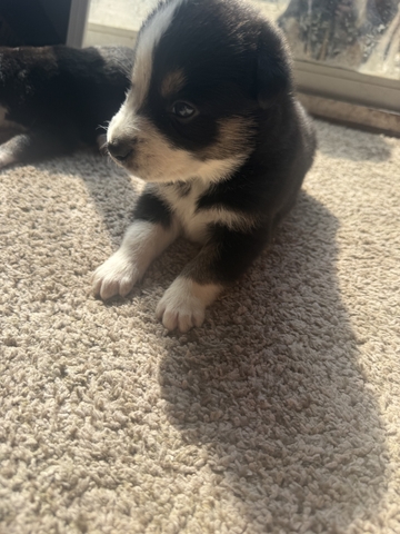 Border collie/ hanging tree puppies! - Nex-Tech Classifieds