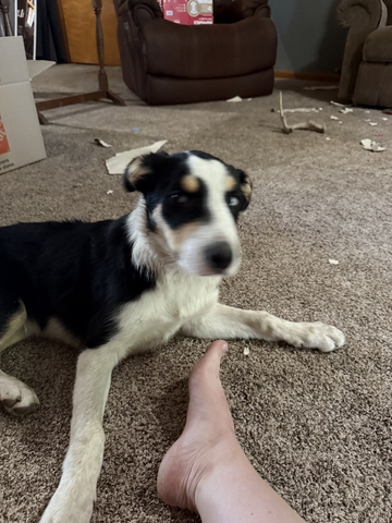 Border collie/ hanging tree pups - Nex-Tech Classifieds