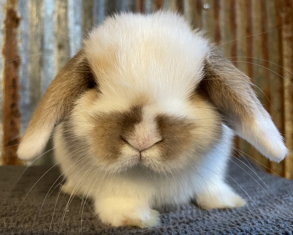 Holland lop baby rabbit - Nex-Tech Classifieds