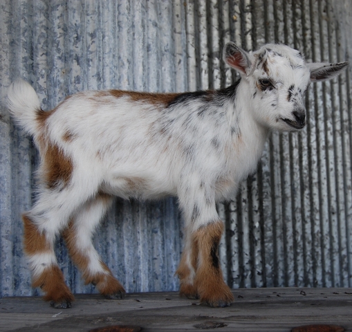 Nigerian Dwarf doeling goat - Nex-Tech Classifieds