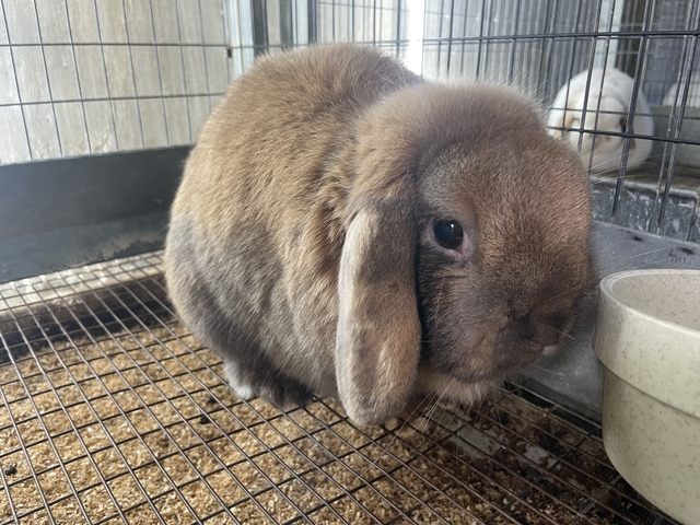 Holland lop bunny rabbit - Nex-Tech Classifieds