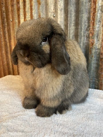 Holland lop bunny rabbit - Nex-Tech Classifieds