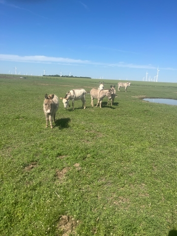 Donkeys and horse - Nex-Tech Classifieds