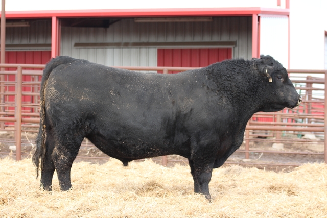 SCHREIBER ANGUS ANNUAL PRODUCTION SALE - Nex-Tech Classifieds
