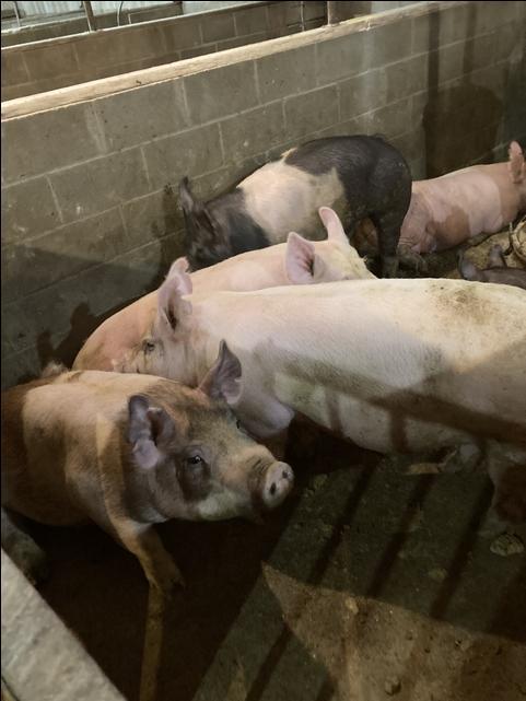 Butcher pigs - Nex-Tech Classifieds