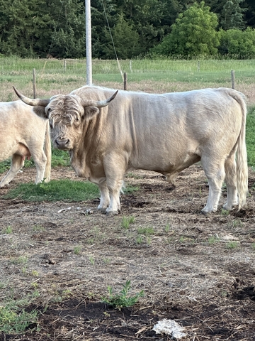 Silver Highland Bull - Nex-Tech Classifieds