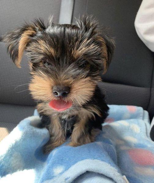Cute 10 Weeks Old Yorkie - Nex-Tech Classifieds