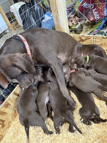 Lab/GSP puppies - Nex-Tech Classifieds