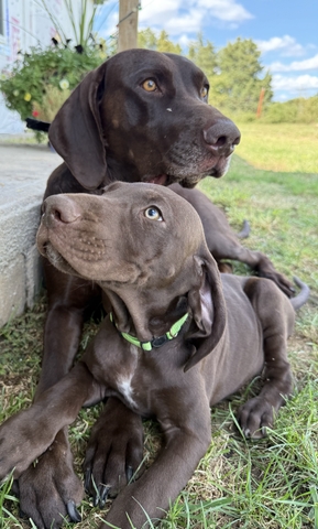 Lab/GSP puppies - Nex-Tech Classifieds