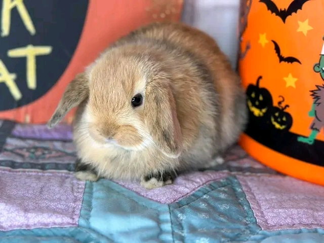 Available Bunny Rabbit - Nex-Tech Classifieds