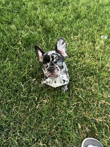 Merle AKC Frenchie - Nex-Tech Classifieds