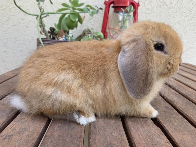 lop-eared bunnies for sale - Nex-Tech Classifieds