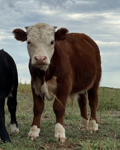 Mini Hereford x Panda Bull Calf - Nex-Tech Classifieds