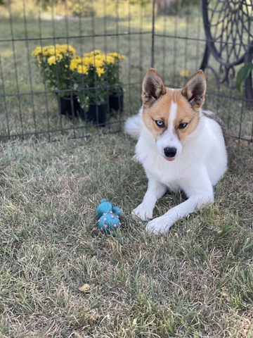 Pom-Klee Kai - Nex-Tech Classifieds