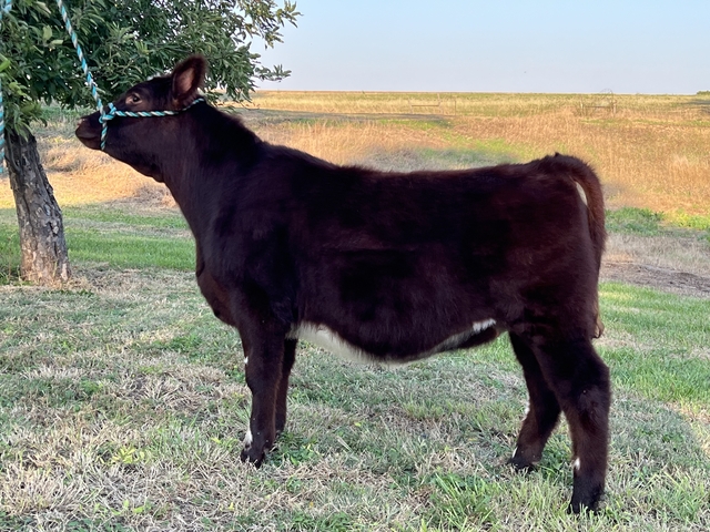 Shorthorn Show Steers and Heifer - Nex-Tech Classifieds