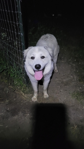 Livestock Guardian Bonded Pair - Nex-Tech Classifieds