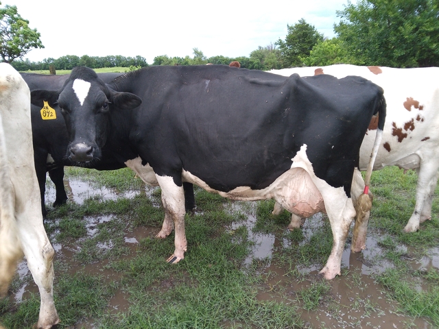 Cow- Nurse Cow or Milk Cow - Nex-Tech Classifieds