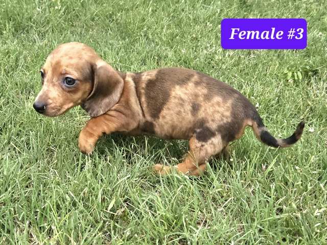 Female Mini dachshund puppy - Nex-Tech Classifieds