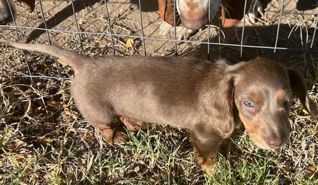Mini dachshund puppies - Nex-Tech Classifieds