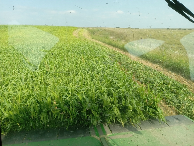 wanted light weight calves - Nex-Tech Classifieds