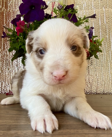 Australian Shepherd Registered - Nex-Tech Classifieds