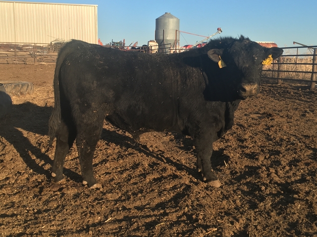 Gelbvieh & Balancer & Angus Bulls - Nex-Tech Classifieds