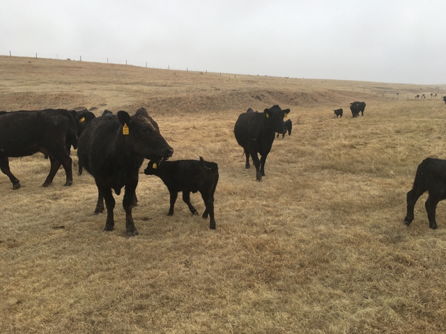 Gelbvieh & Balancer & Angus Bulls - Nex-Tech Classifieds