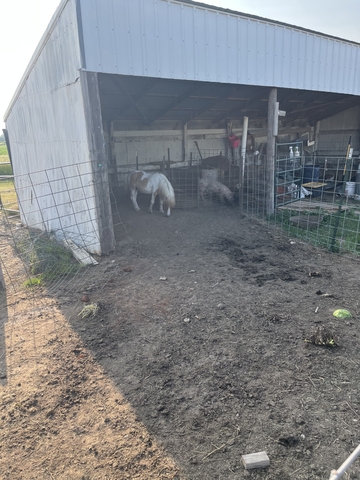 1.5 year old mini paint pony. - Nex-Tech Classifieds