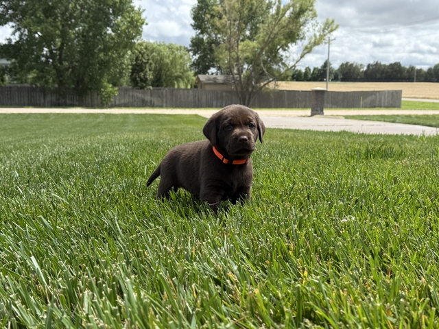 AKC-Chocolate Labrador Retriever puppies - Nex-Tech Classifieds