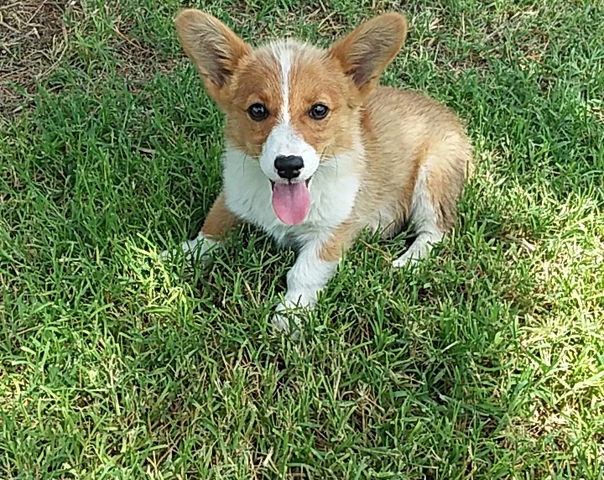 Pembroke Welsh corgis - Nex-Tech Classifieds