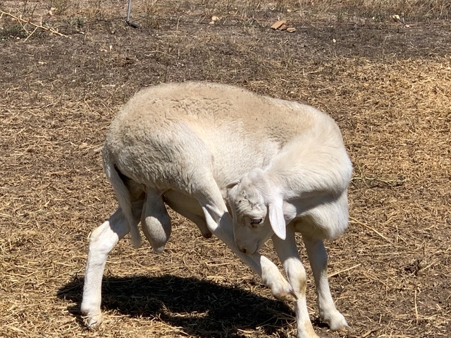 2022 St. Croix Ram Lambs (Purebred) - Nex-Tech Classifieds