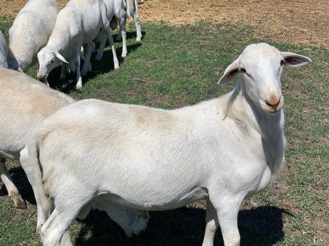 2022 St. Croix Ram Lambs (Purebred) - Nex-Tech Classifieds