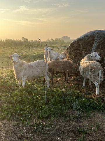 2022 St. Croix Ram Lambs (Purebred) - Nex-Tech Classifieds