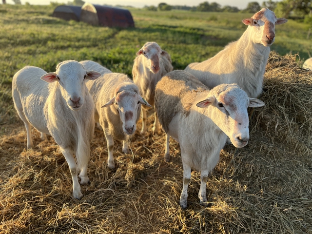 2022 St. Croix Ram Lambs (Purebred) - Nex-Tech Classifieds
