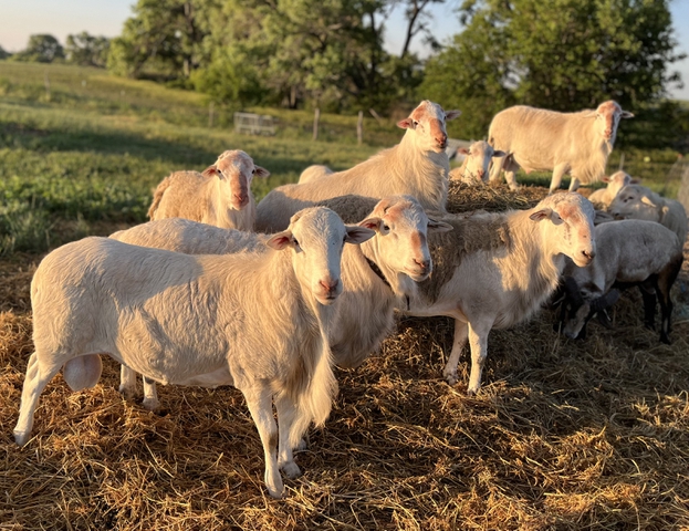 2022 St. Croix Ram Lambs (Purebred) - Nex-Tech Classifieds