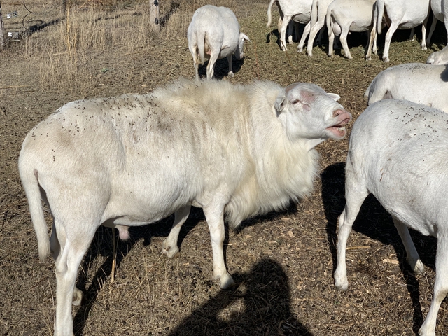 2022 St. Croix Ram Lambs (Purebred) - Nex-Tech Classifieds