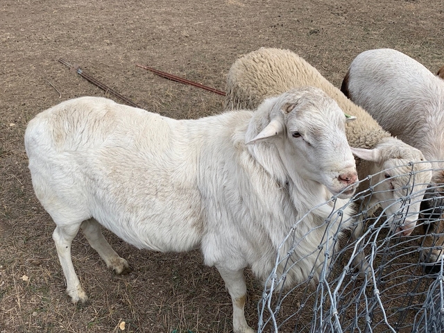 St. Croix Registered Breeding Ram - Nex-Tech Classifieds