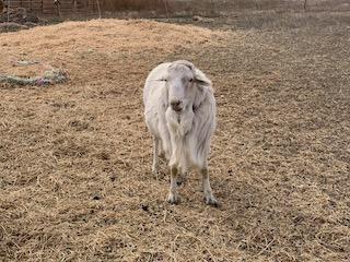 St. Croix Registered Breeding Ram - Nex-Tech Classifieds