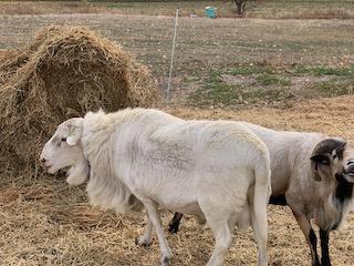 St. Croix Registered Breeding Ram - Nex-Tech Classifieds
