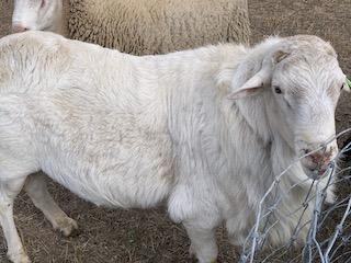 St. Croix Registered Breeding Ram - Nex-Tech Classifieds